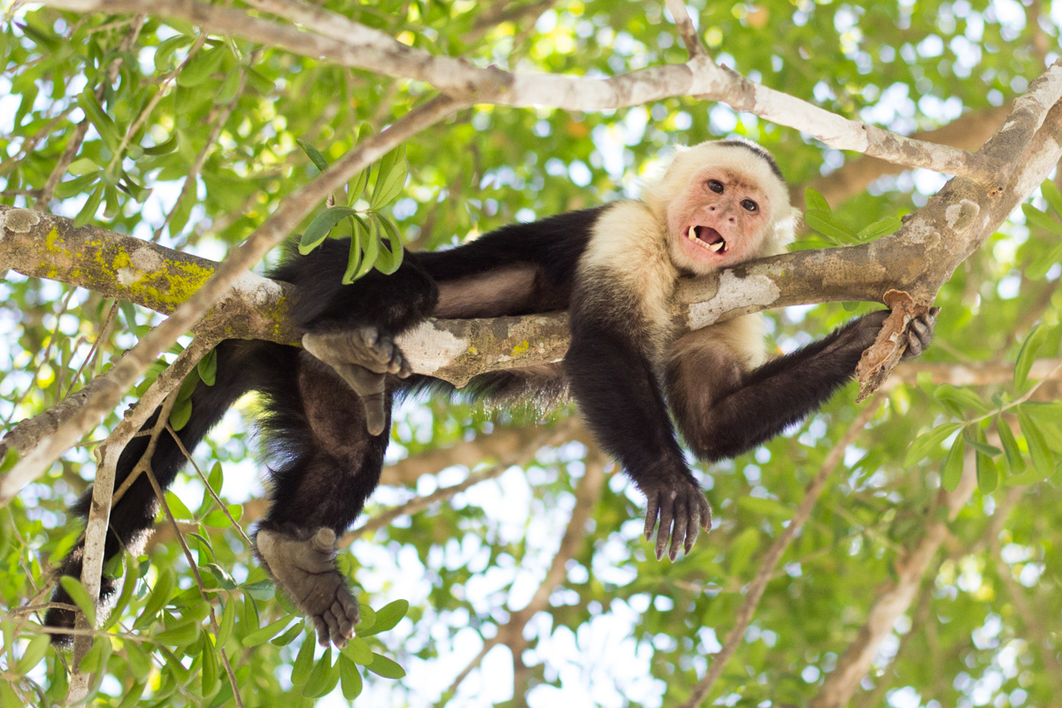 ARENAS DEL MAR RAINFOREST HOTEL - Ecogetaways